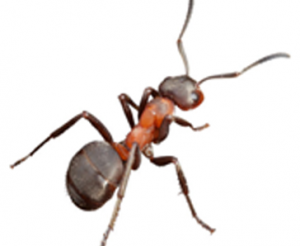 Ants | Central Termite and Pest in Arkansas
